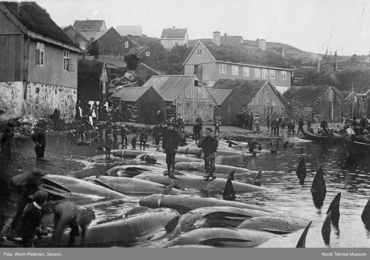 Hvalfangst, Færøyene - Norsk Teknisk Museum / DigitaltMuseum