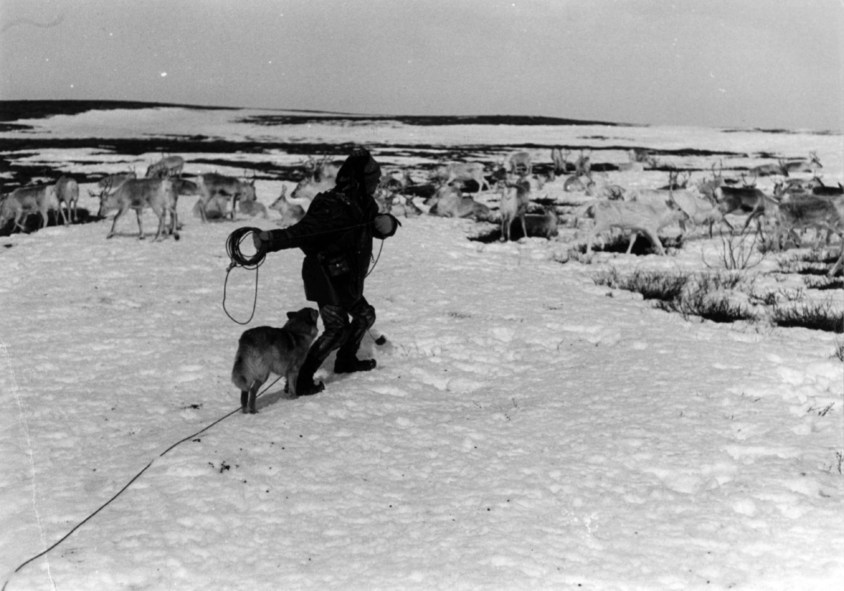 Same kaster lasso mot reinsdyrflokk. Kautokeino 1957. - Norsk ...